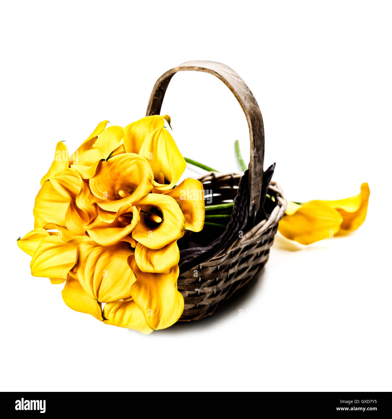 Calla lilies garden Cut Out Stock Images & Pictures - Alamy