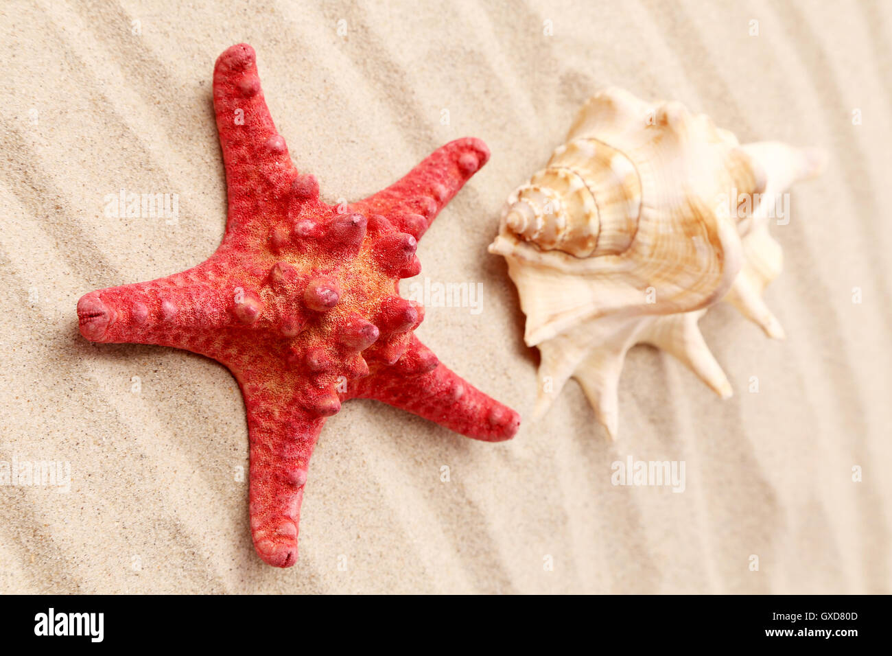Starfish and seashell on sand Stock Photo - Alamy