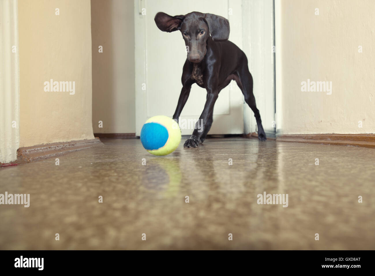 Dog and ball Stock Photo - Alamy