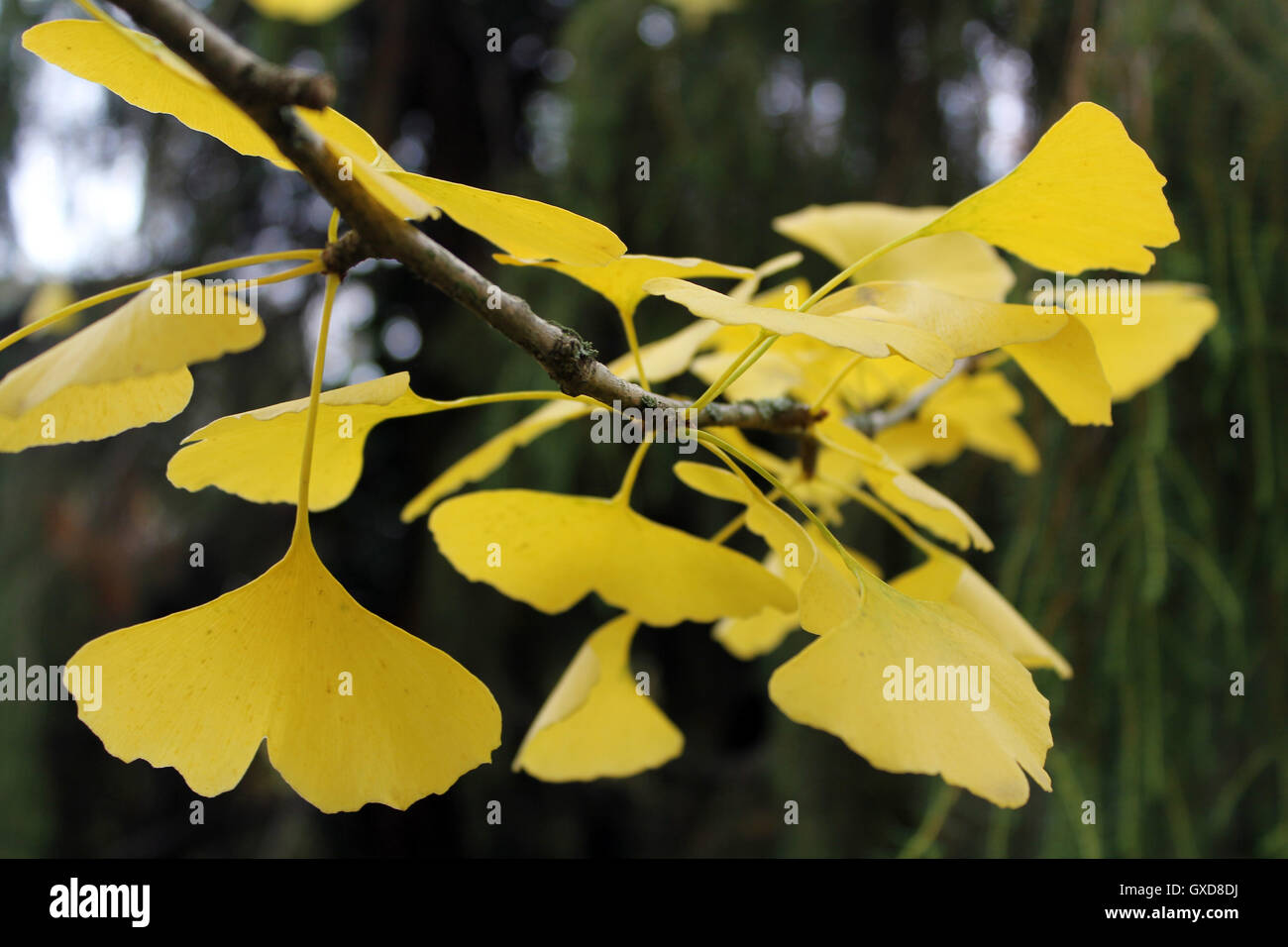 Ginkgoales hi-res stock photography and images - Alamy