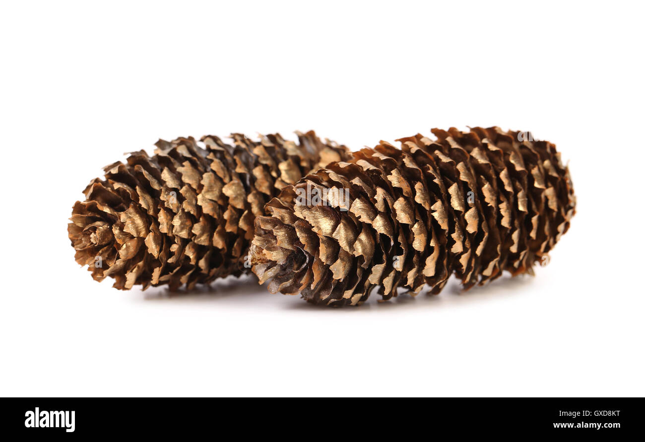 Cone shaped tree Cut Out Stock Images & Pictures - Alamy
