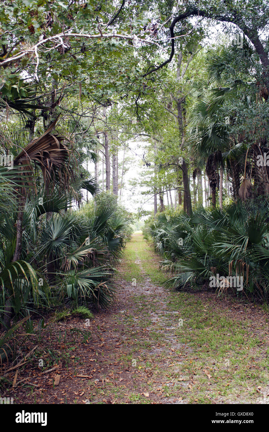 Tropical Forest Path (1 Stock Photo - Alamy