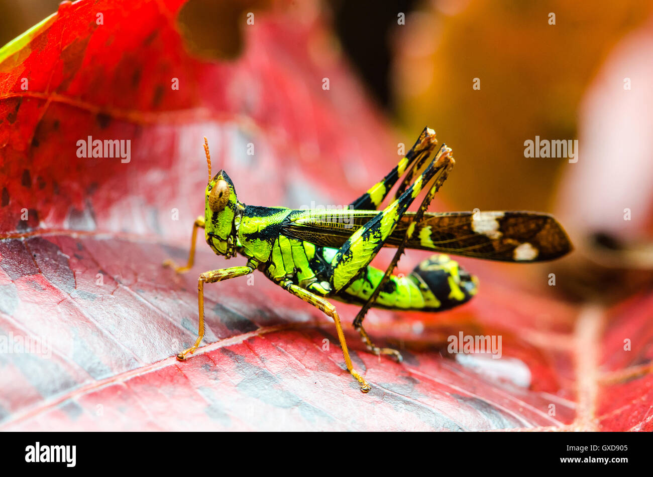 Unique grasshopper hi-res stock photography and images - Alamy