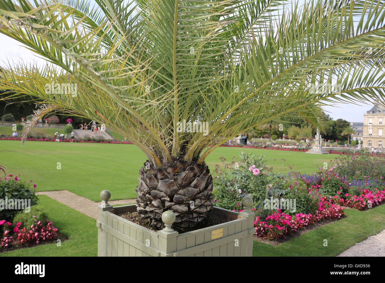 Bismarck palm tree hi-res stock photography and images - Alamy