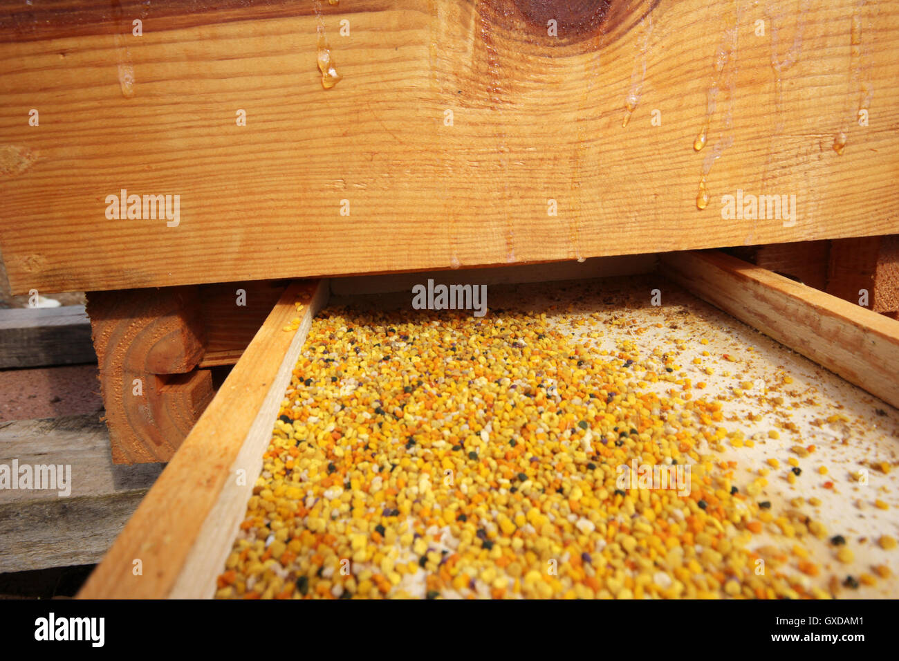 Pollen pellet hi-res stock photography and images - Alamy