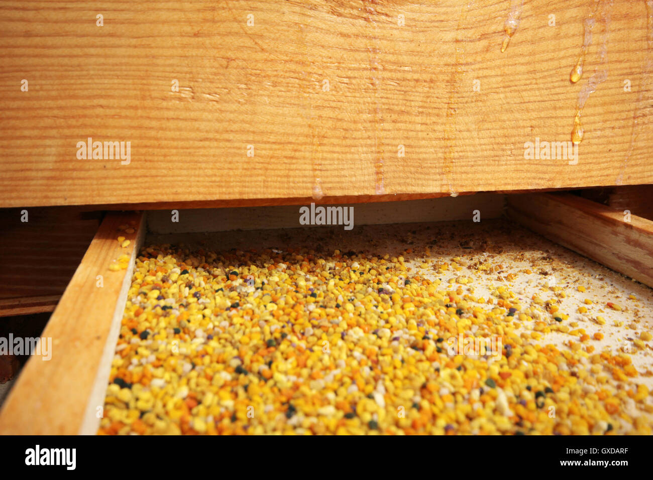 Pollen pellet hi-res stock photography and images - Alamy