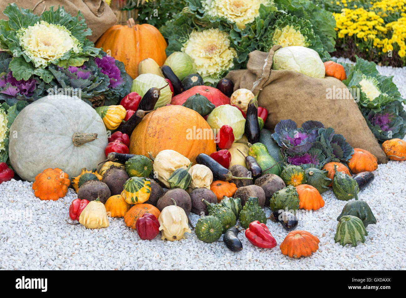 Freshly harvested summer vegetables. Large harvest of different ...