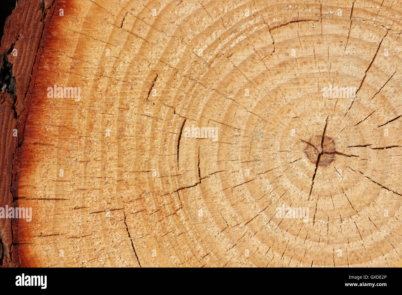 Tree coverings hi-res stock photography and images - Alamy