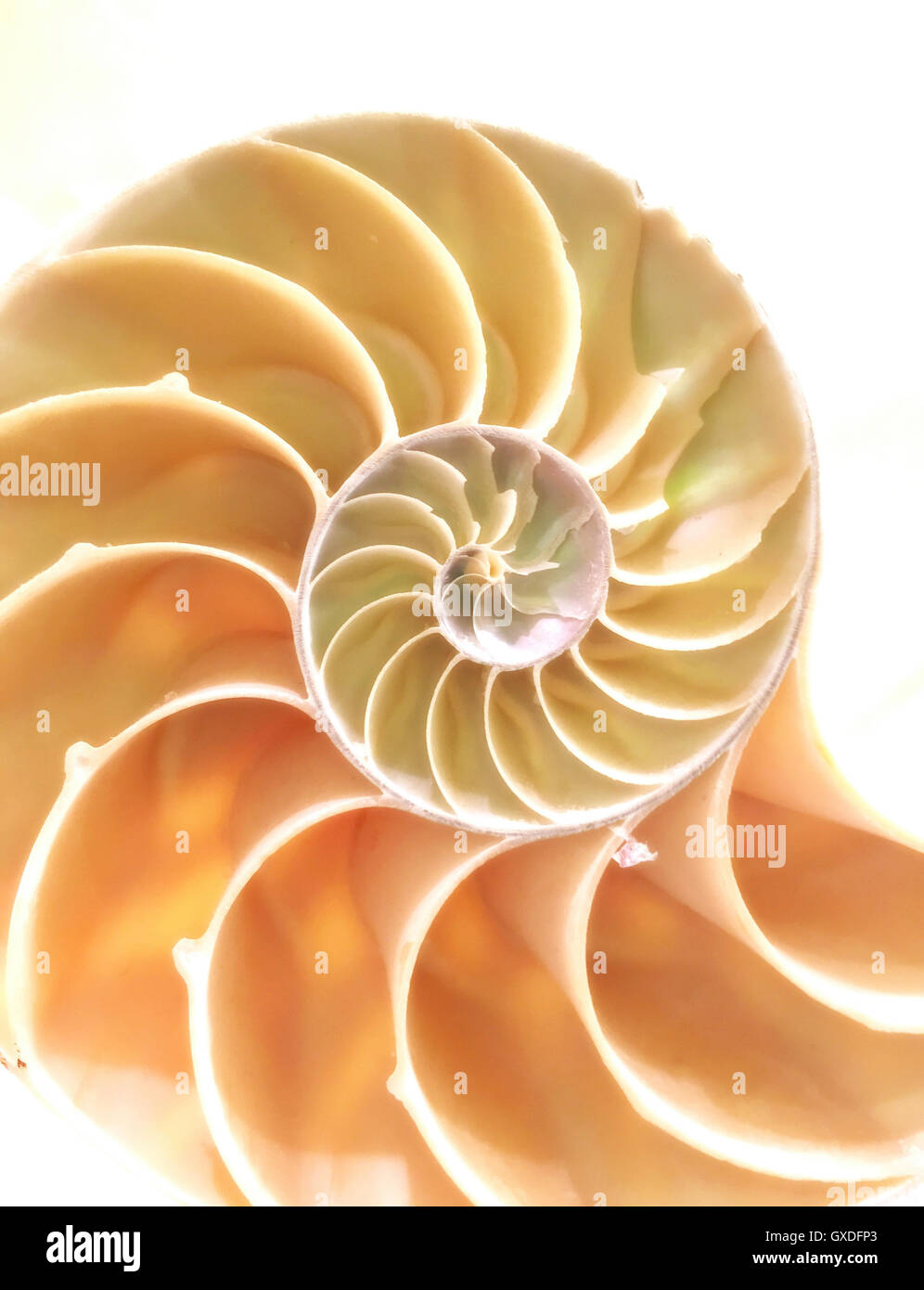 Nautilus shell section Stock Photo - Alamy
