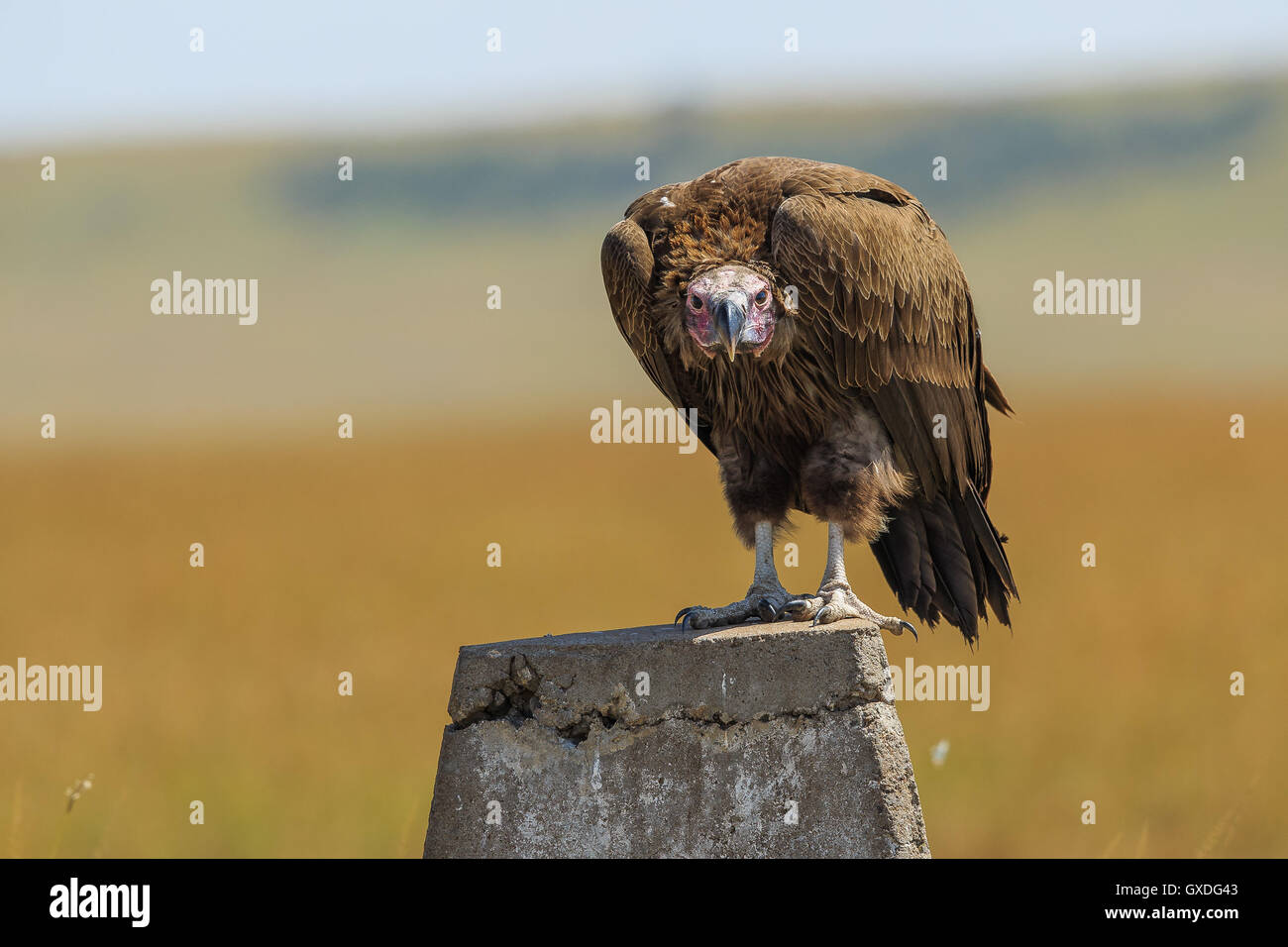 The lappet-faced vulture Stock Photo - Alamy