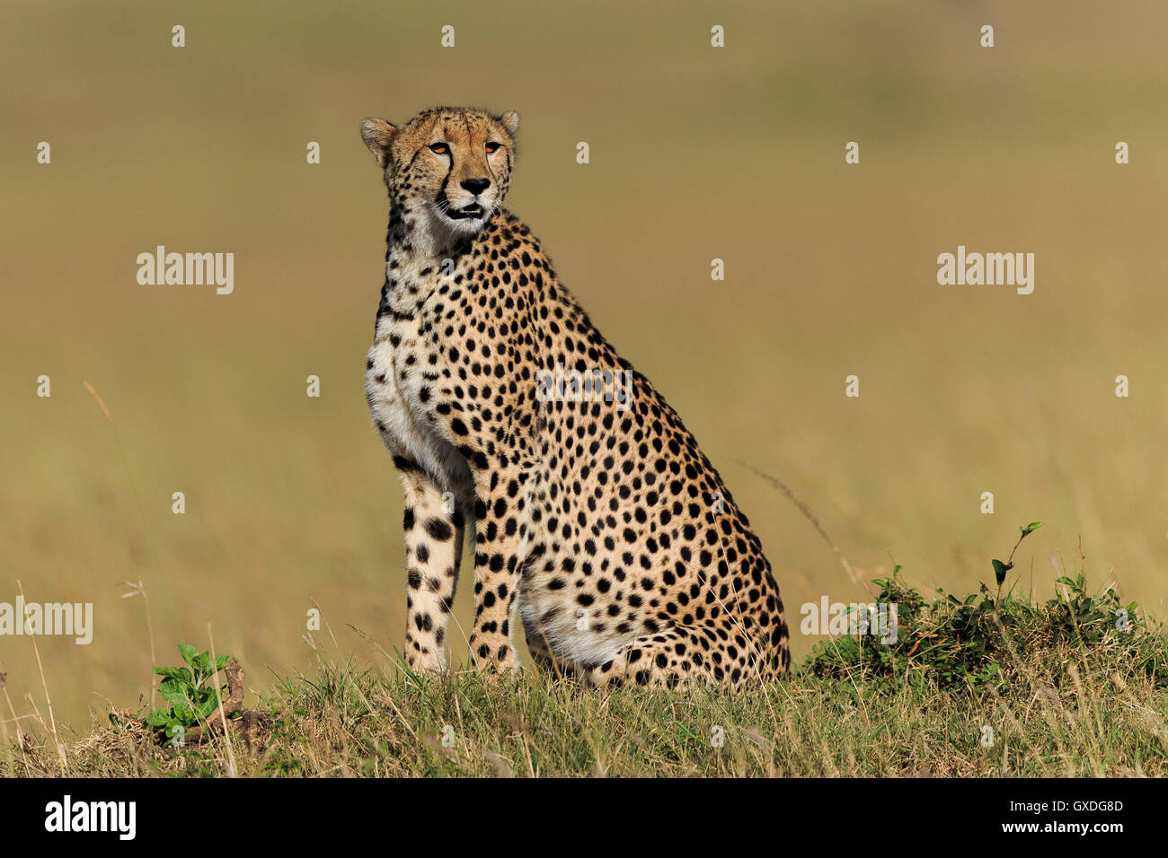 Cheetah in his habitat Stock Photo - Alamy