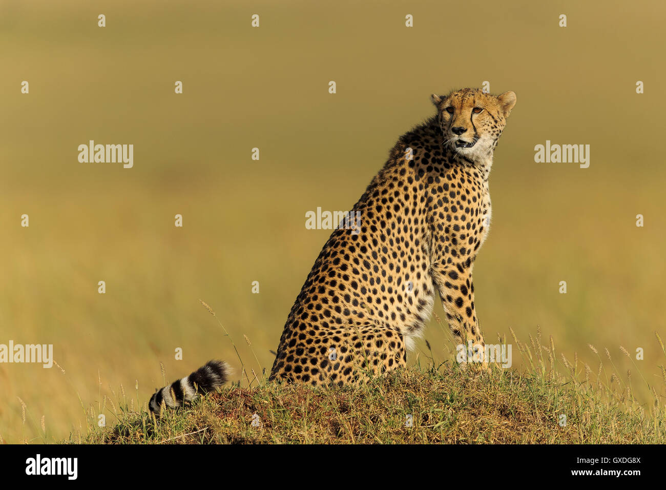 Referring to the dorsal crest of this animal hi-res stock photography and images - Alamy