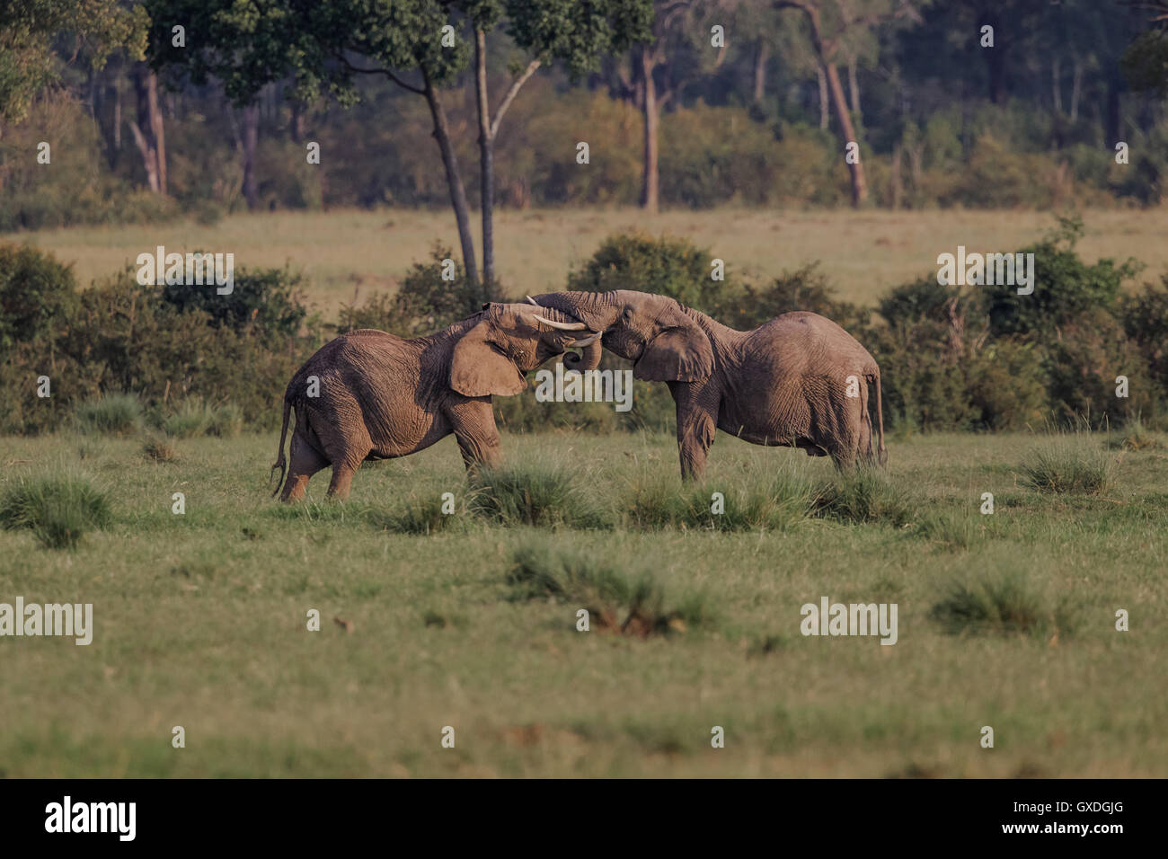 Elephant fighting hi-res stock photography and images - Alamy
