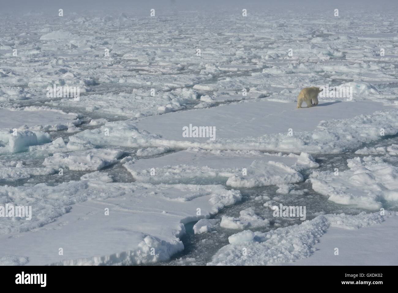 Artic fauna hi-res stock photography and images - Alamy