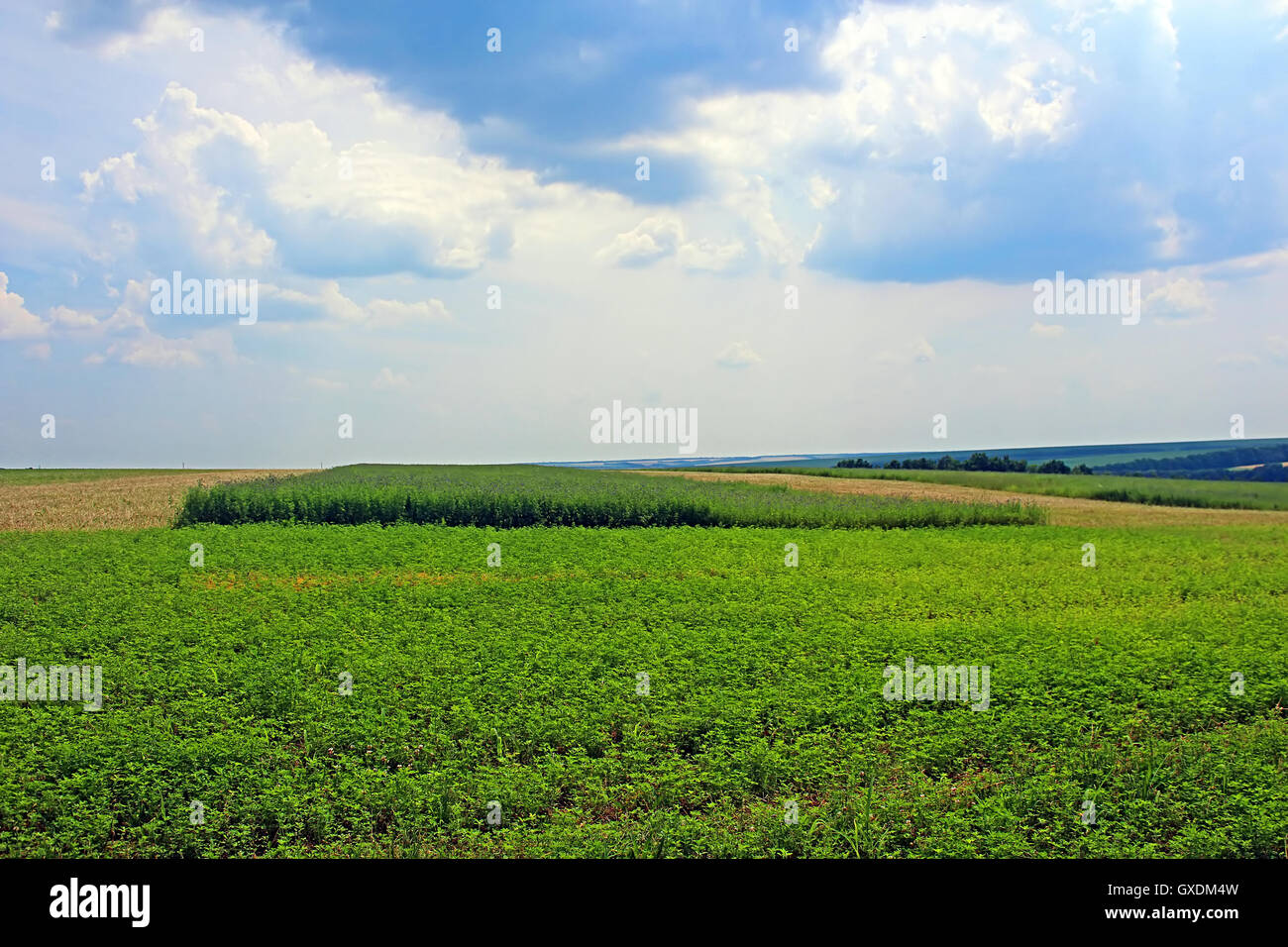 View of green lucerne field under blue sky Stock Photo - Alamy