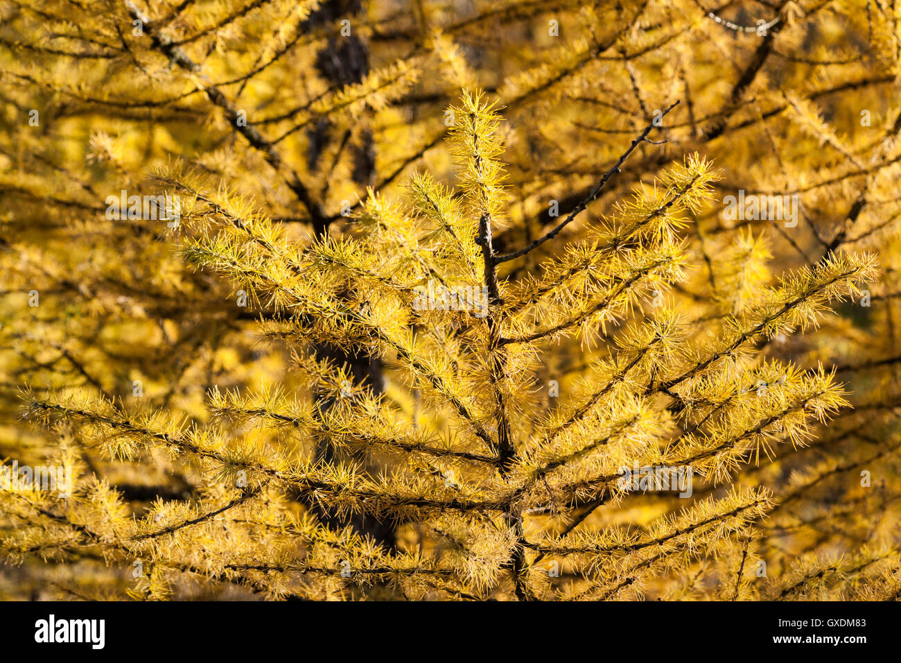 Closeup view of a sunlit larch tree in the golden autumn season. Yellow ...