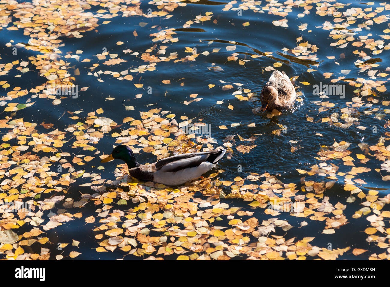 Dead duck in water hi-res stock photography and images - Alamy