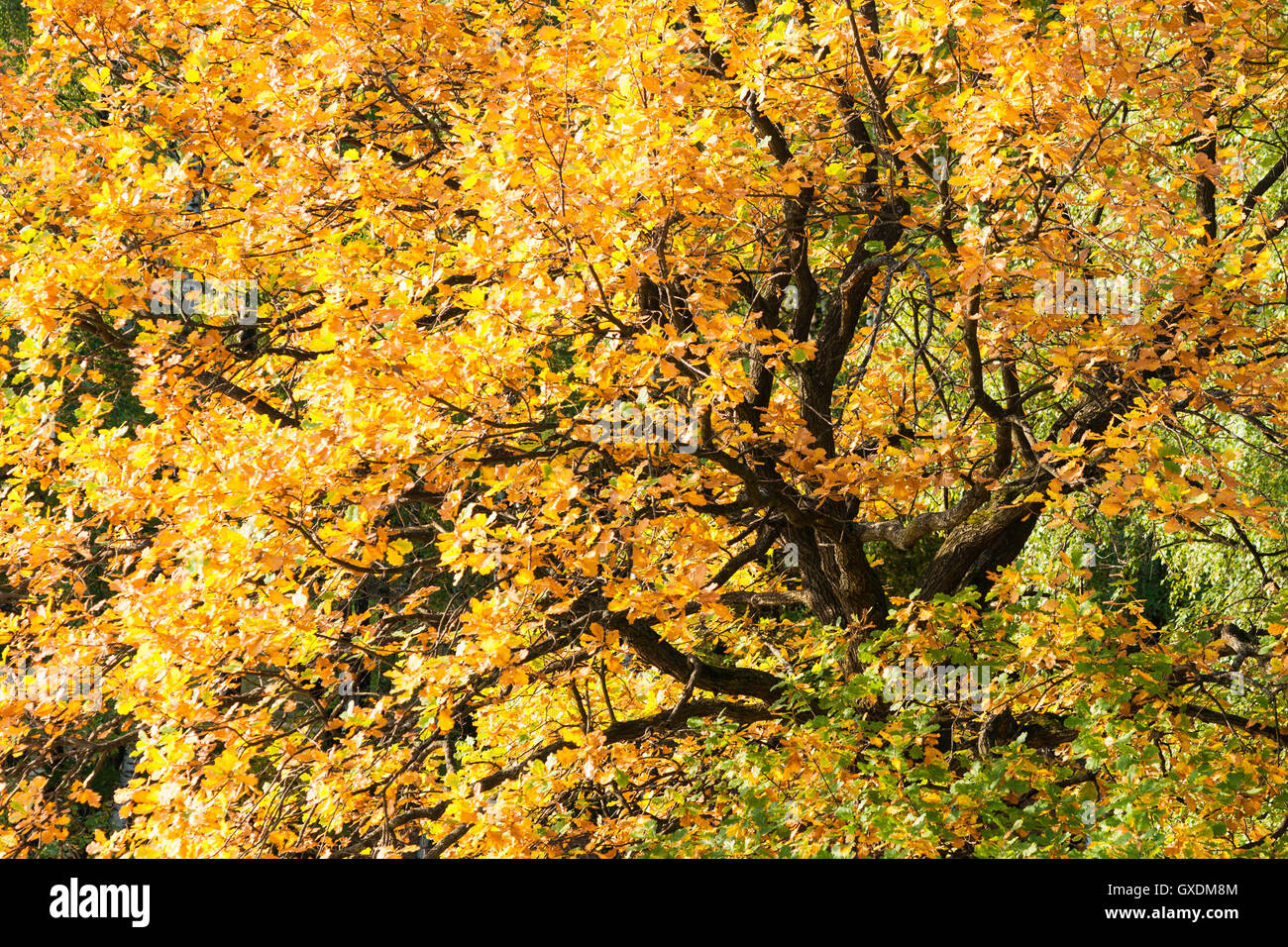 Sunlit yellow or golden color foliage of an oak tree in the autumn ...