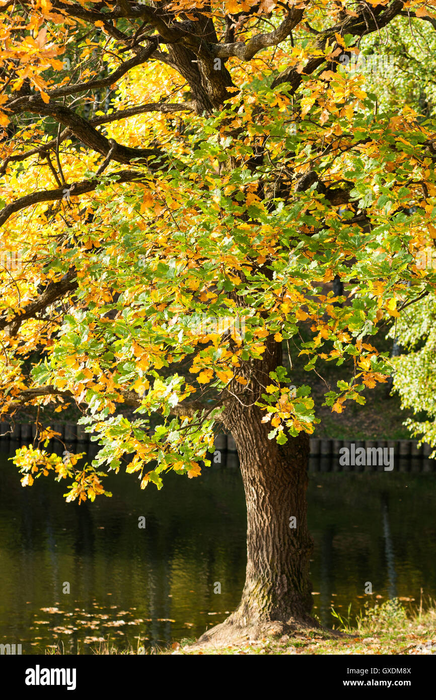 Water oak tree hi-res stock photography and images - Alamy