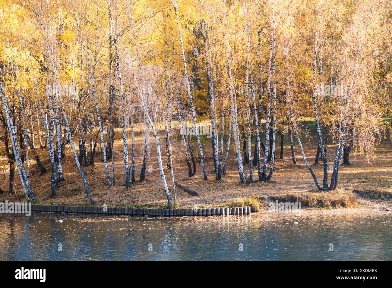 Water birch hi-res stock photography and images - Alamy