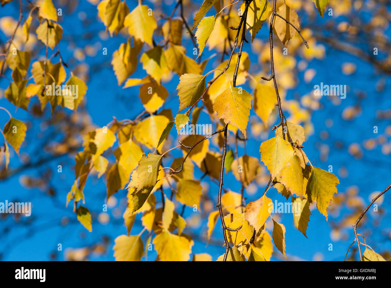 Yellow birch tree leaves against the background of clear blue sky ...