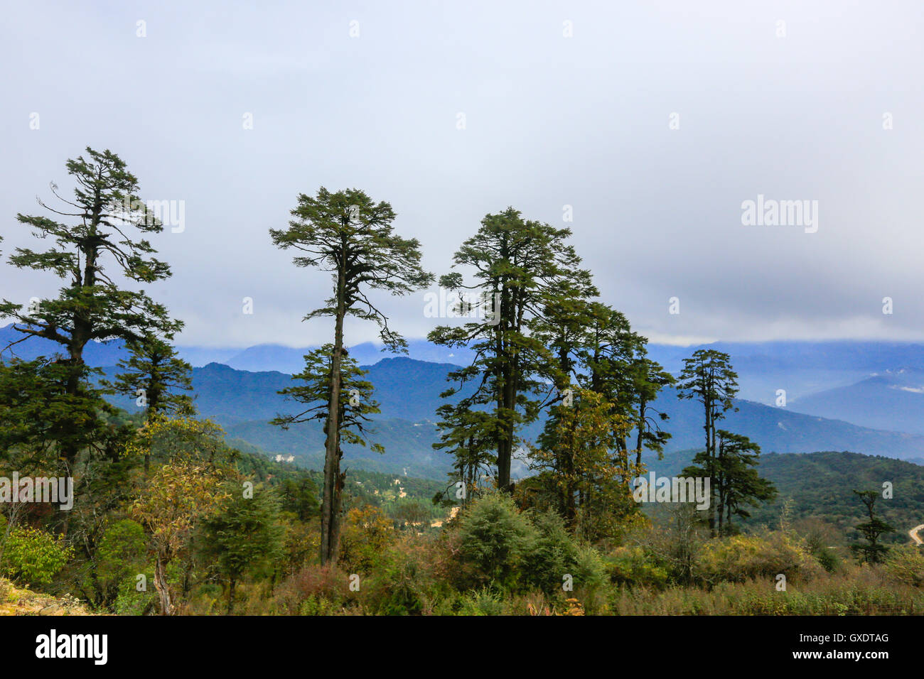 Bhutan pine forest hi-res stock photography and images - Alamy