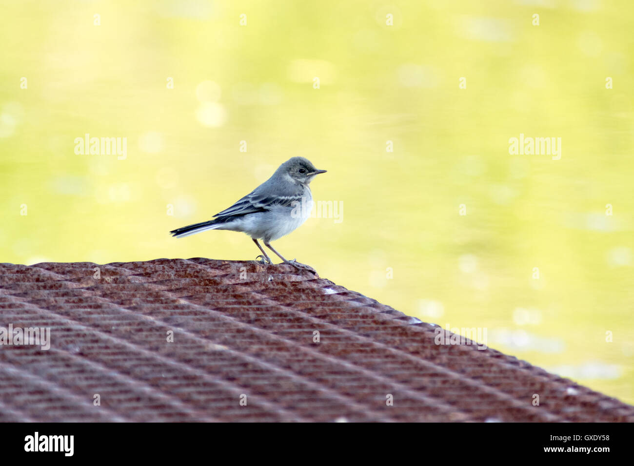 White wagtail motacilla alba immature hi-res stock photography and ...