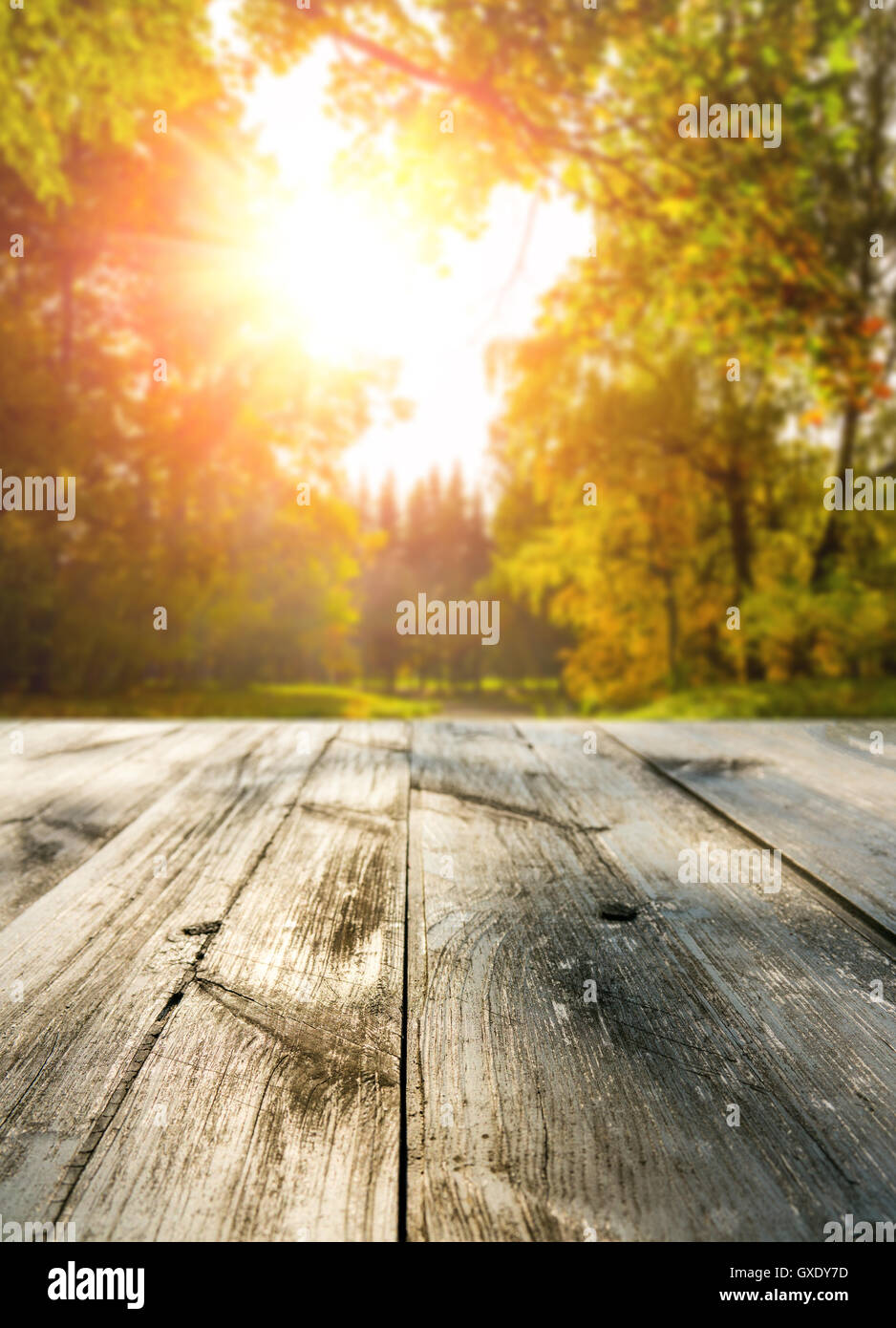 Forest table hi-res stock photography and images - Alamy