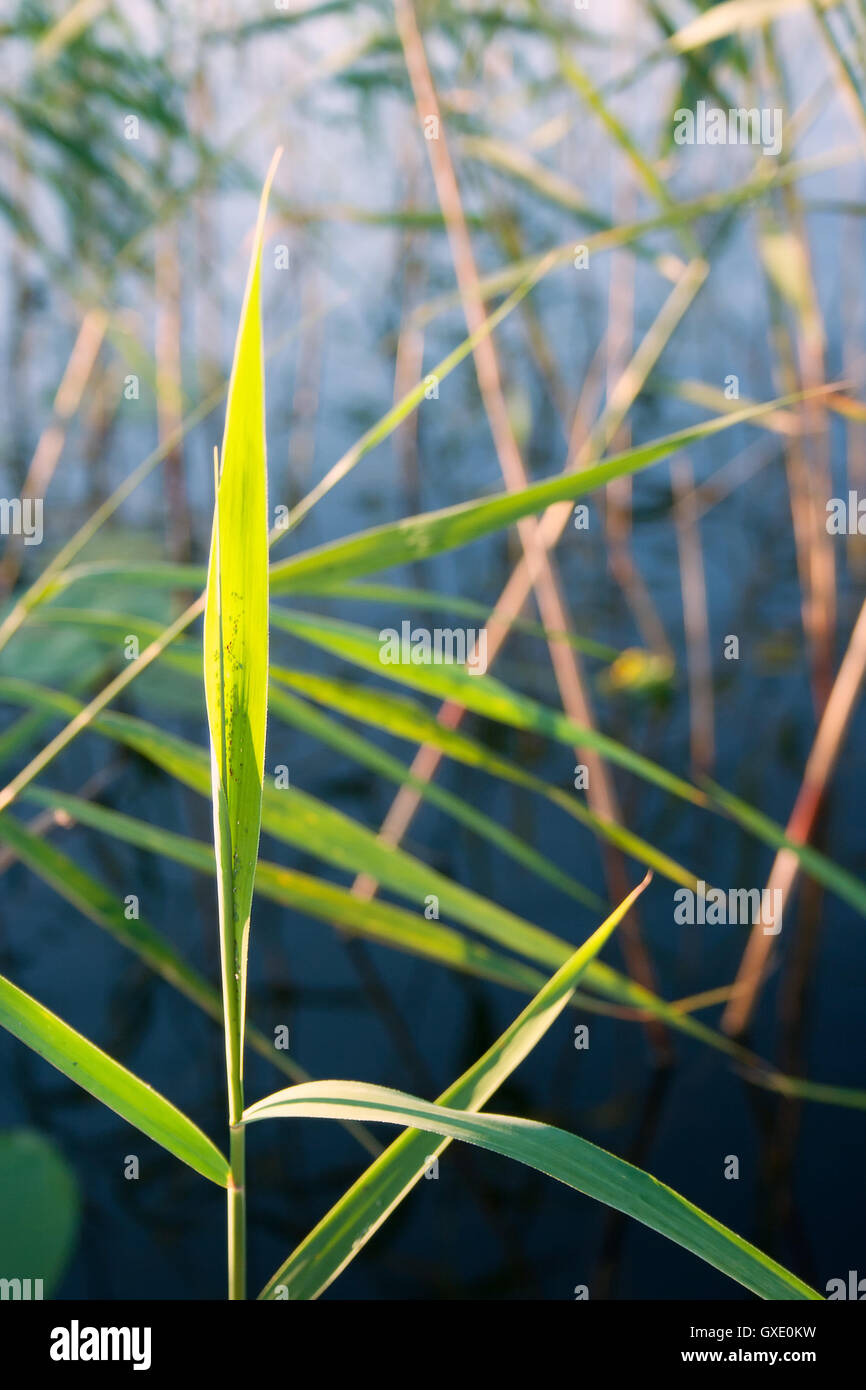 Abstract background / backdrop with plant / reed / reeds bush closeup ...
