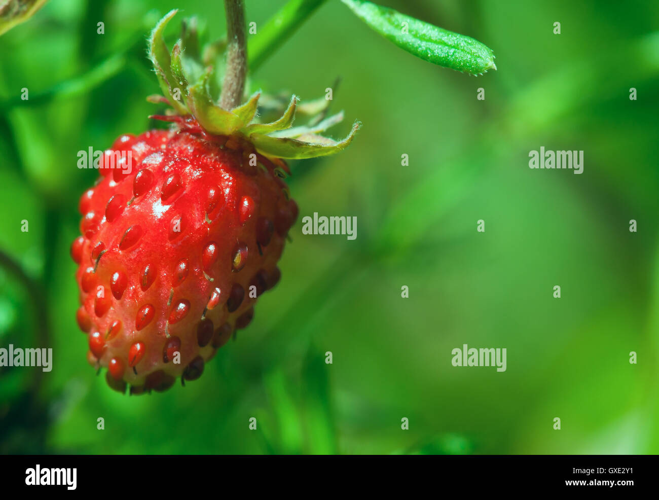 Nature environmental ecology image: fresh wild red strawberry berry ...