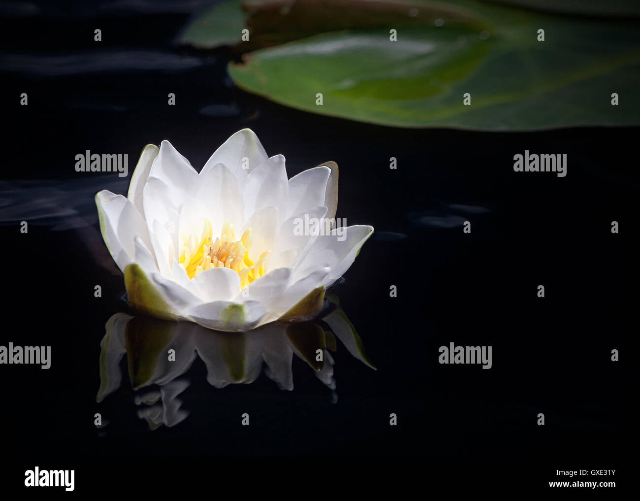 Wild white lily flower with it's reflection in calm dark water. Can be ...