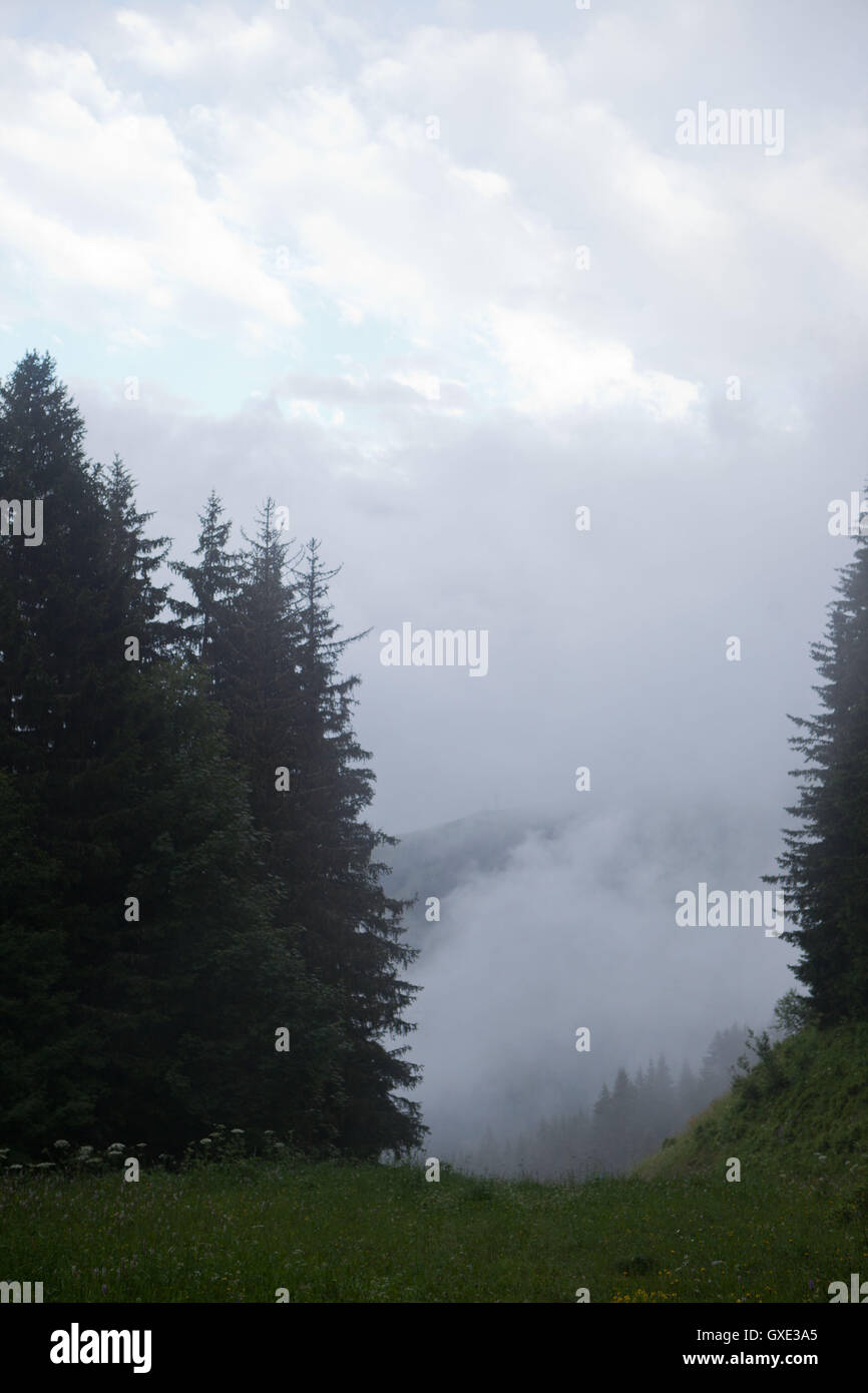 French Alps, summer, mountains, hiking, nature, forest, climate change ...