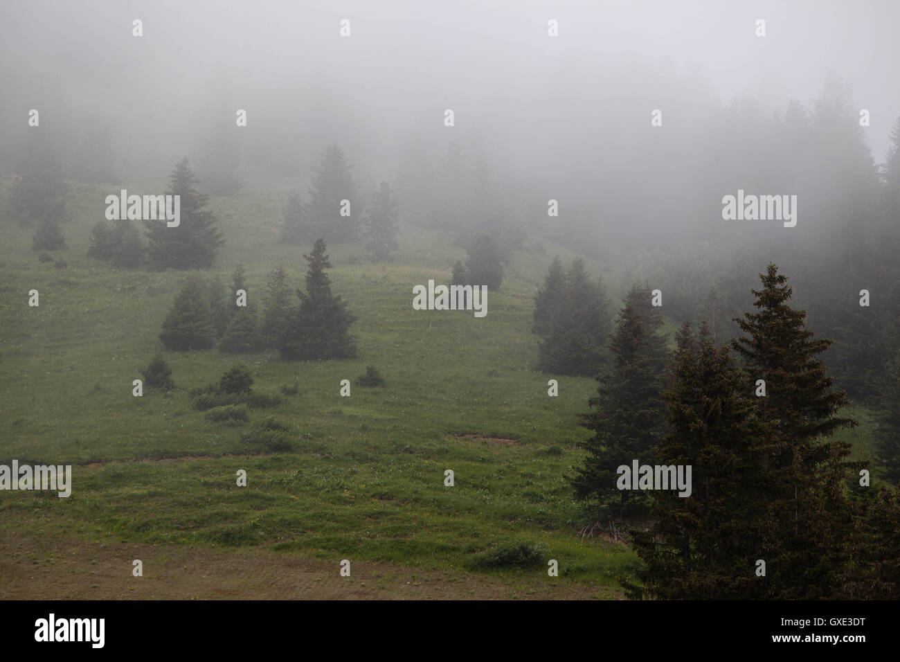 French Alps, summer, mountains, hiking, nature, forest, climate change ...