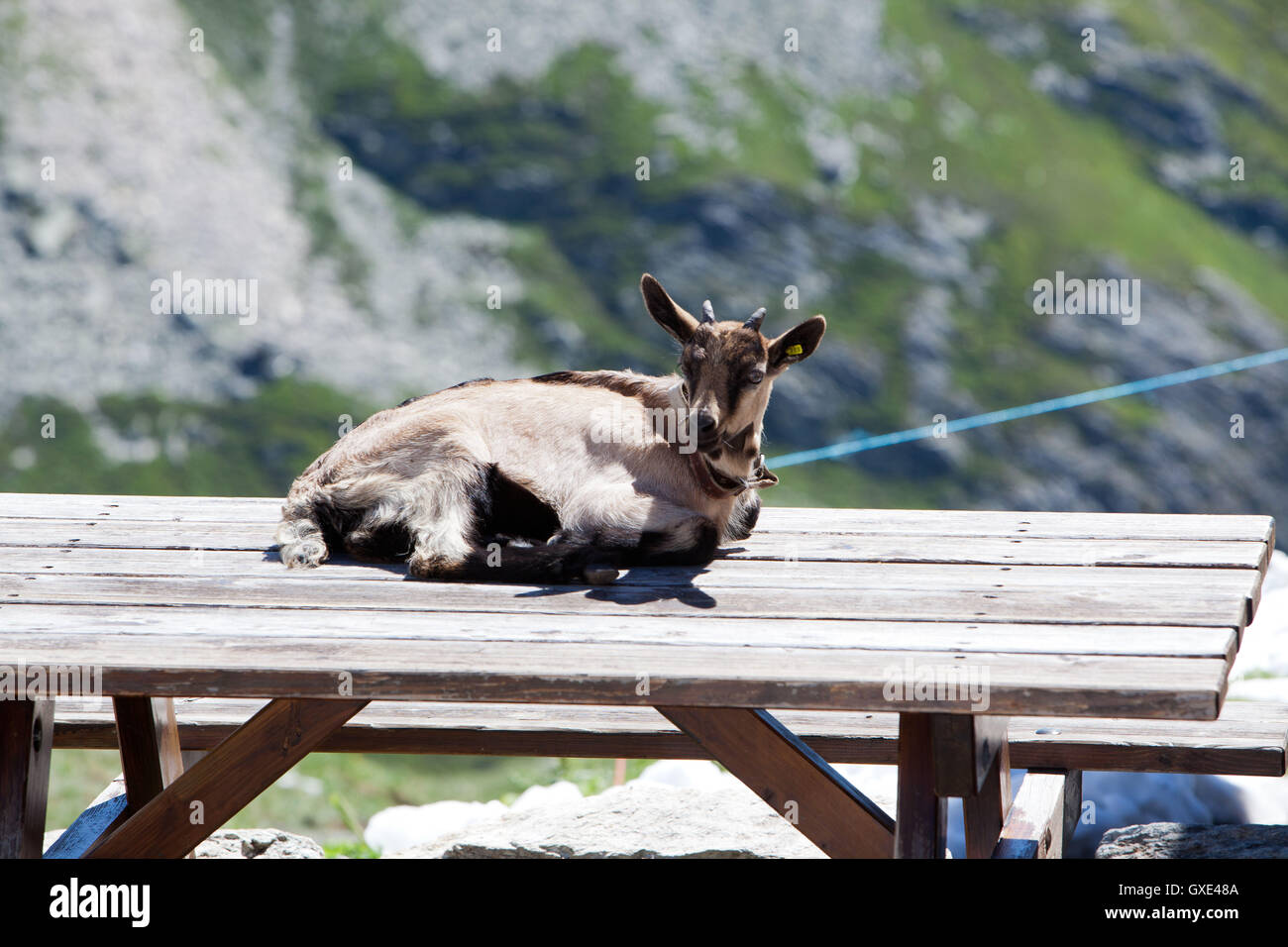 French Alps, summer, mountains, hiking, nature, forest, climate change ...