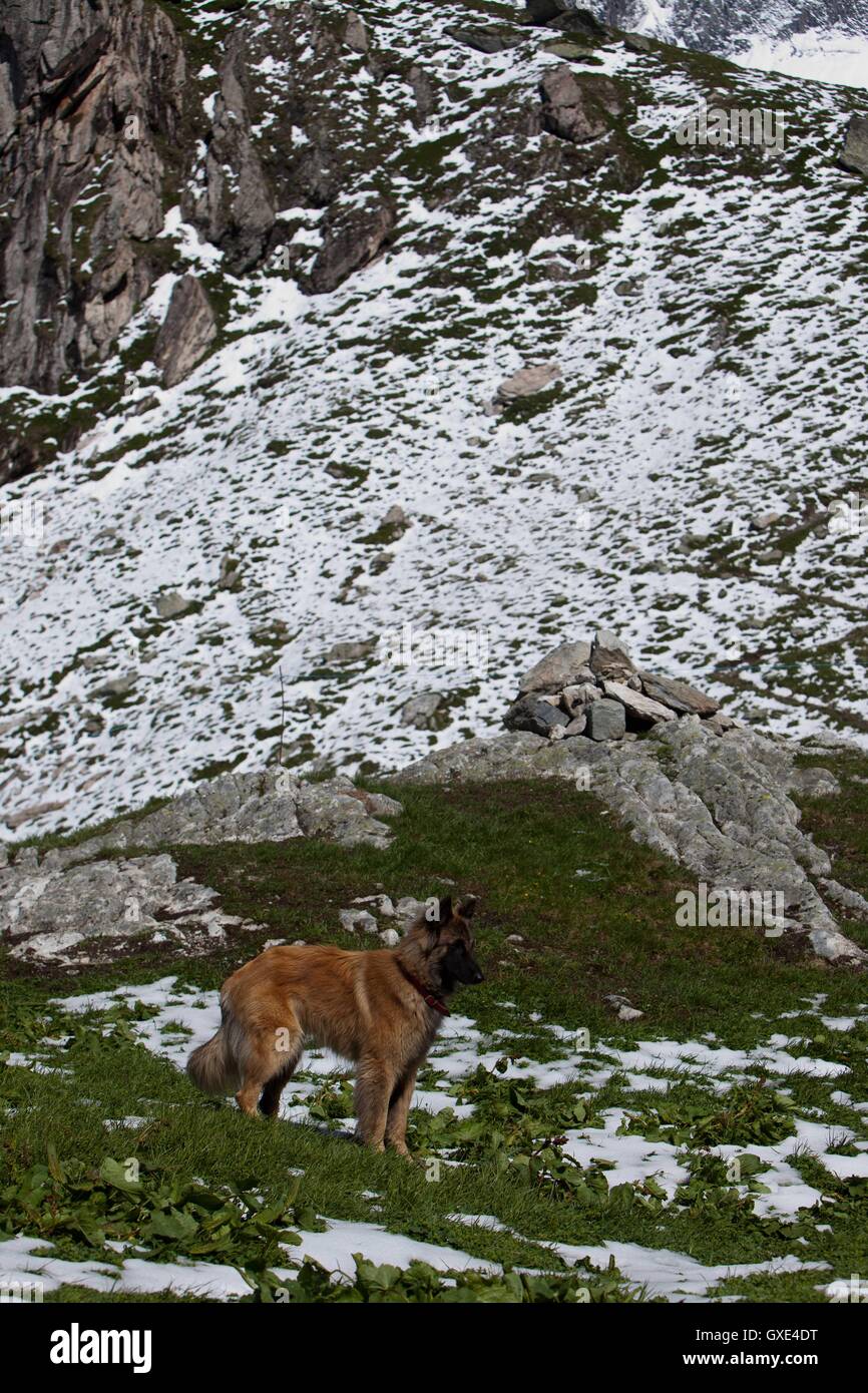 French Alps, summer, mountains, hiking, nature, forest, climate change ...