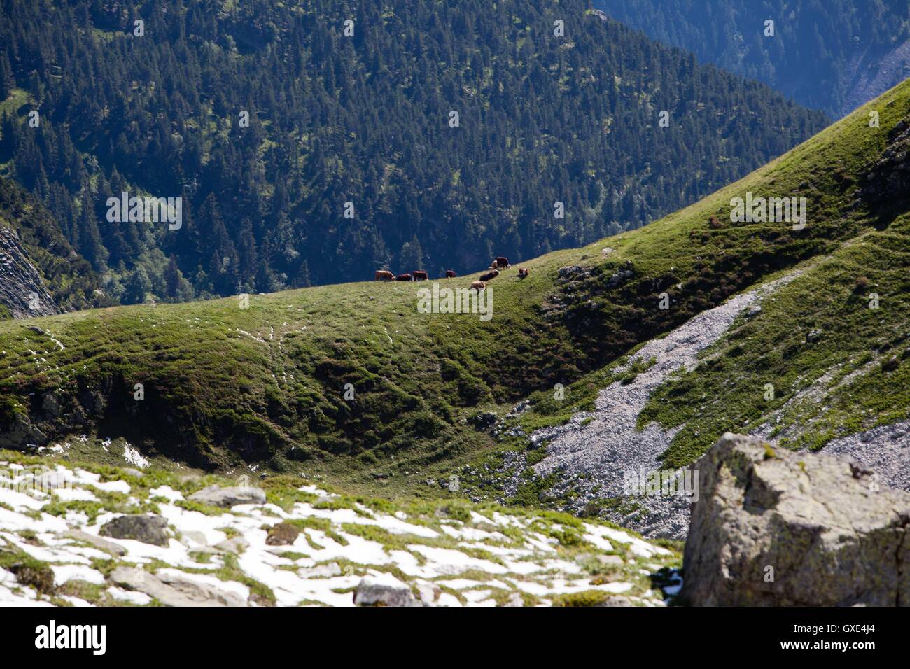 French Alps, summer, mountains, hiking, nature, forest, climate change ...