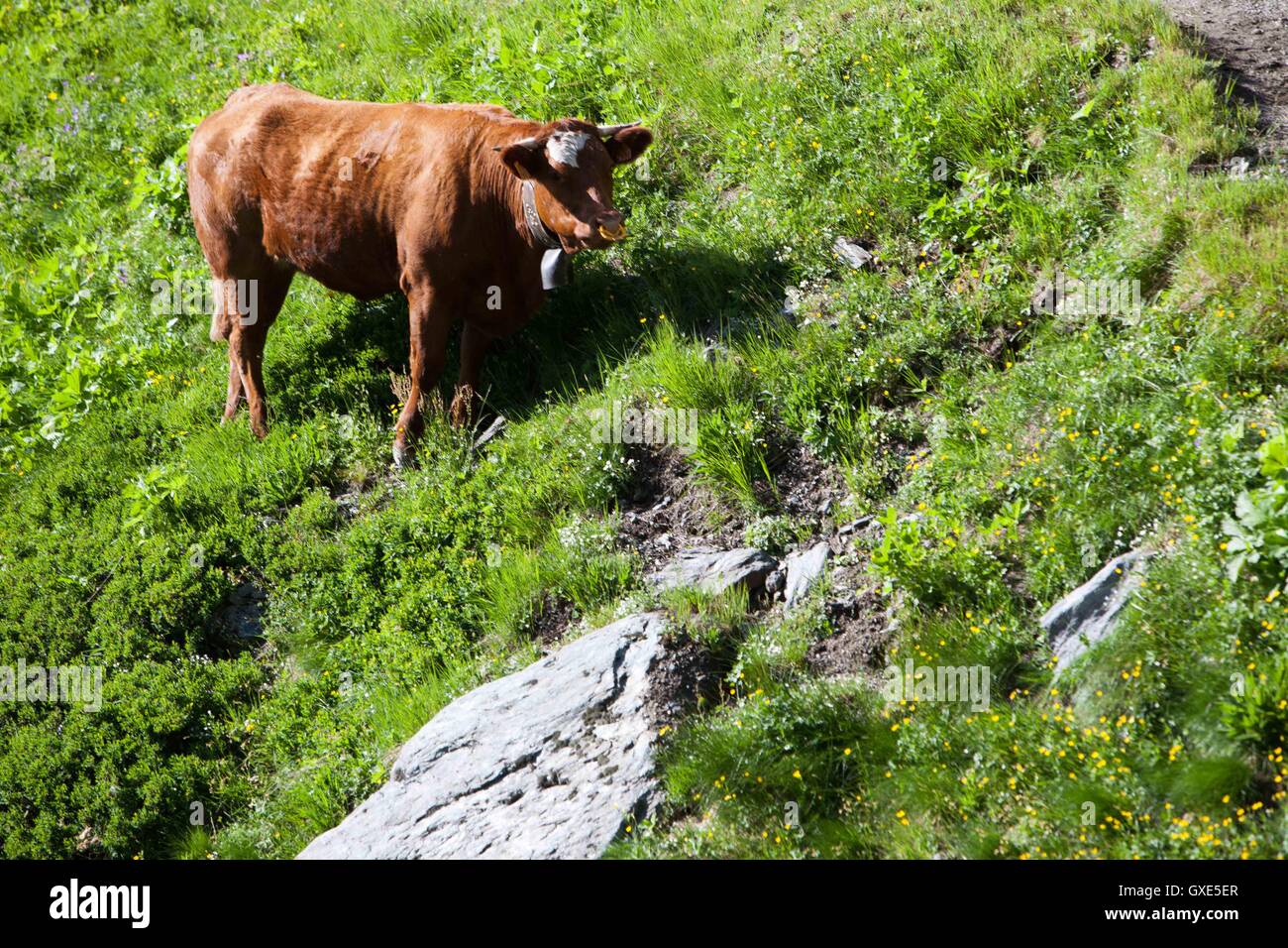 French Alps, summer, mountains, hiking, nature, forest, climate change ...