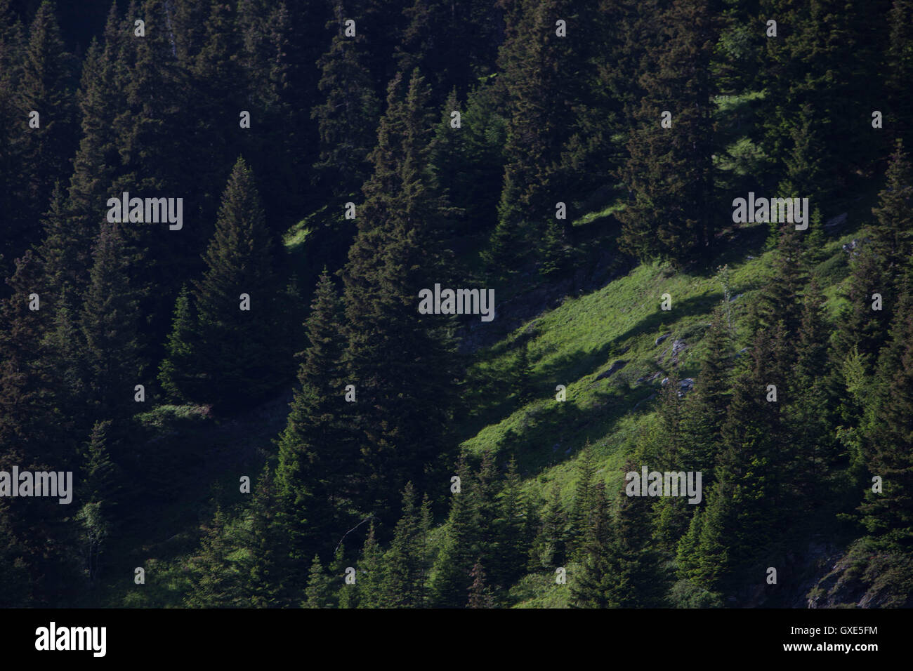 French Alps, summer, mountains, hiking, nature, forest, climate change ...