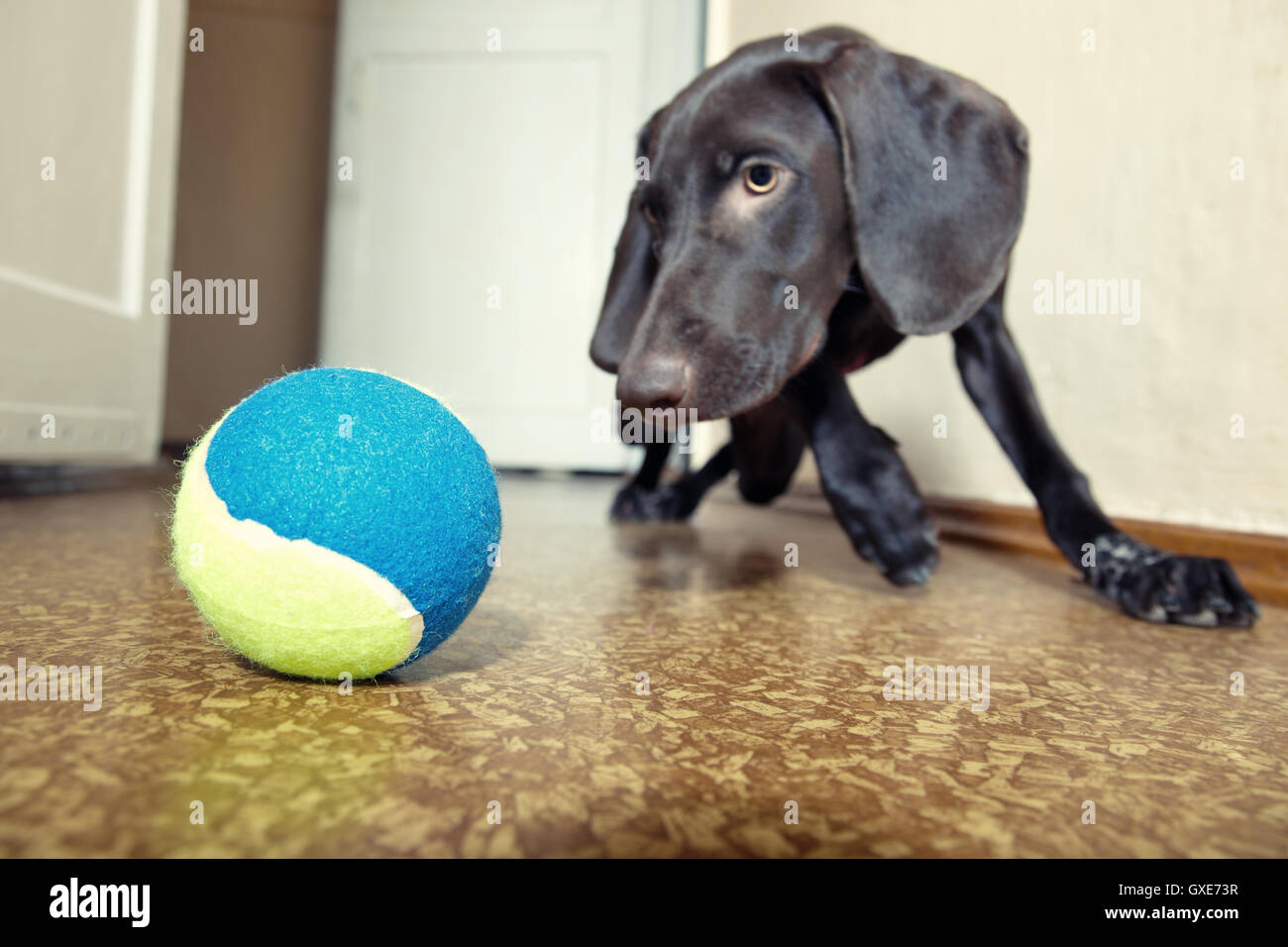 Dog and ball Stock Photo - Alamy
