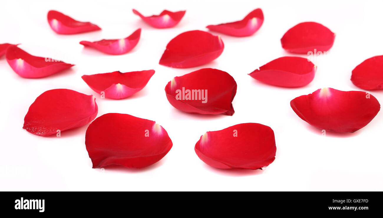 Close up of red rose petals Stock Photo - Alamy
