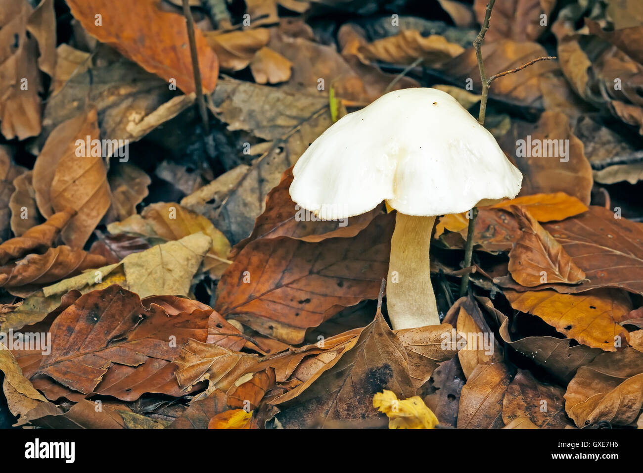 Gypsy mushroom hi-res stock photography and images - Alamy