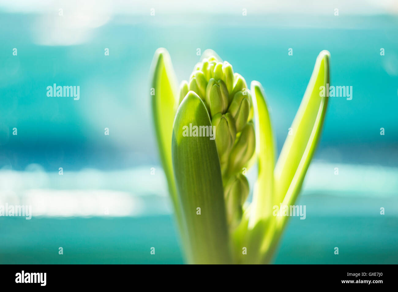 Young budding flower hi-res stock photography and images - Alamy