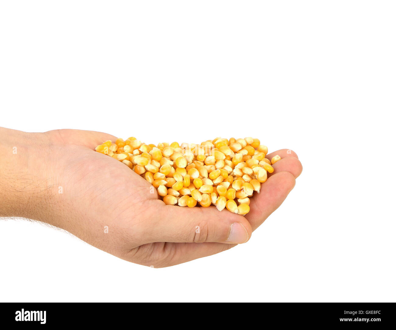 Hands holds heap of corn grain Stock Photo - Alamy