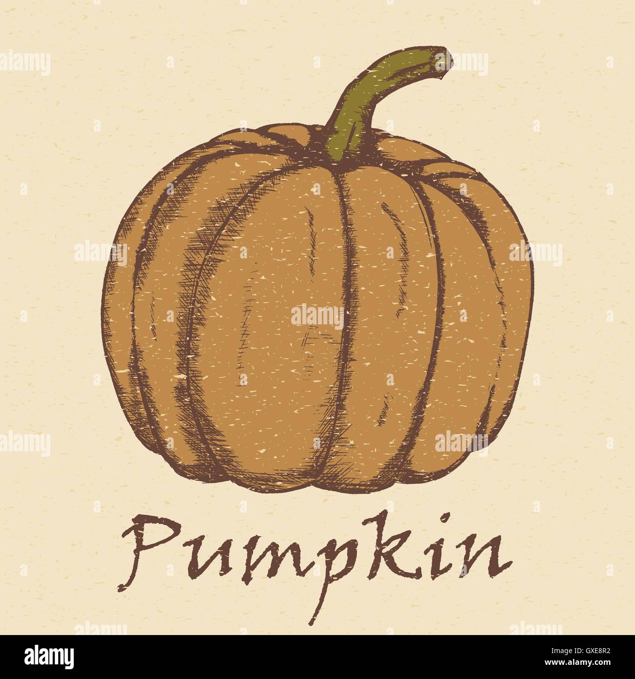 Hand drawn sketch pumpkin Stock Vector Image & Art - Alamy