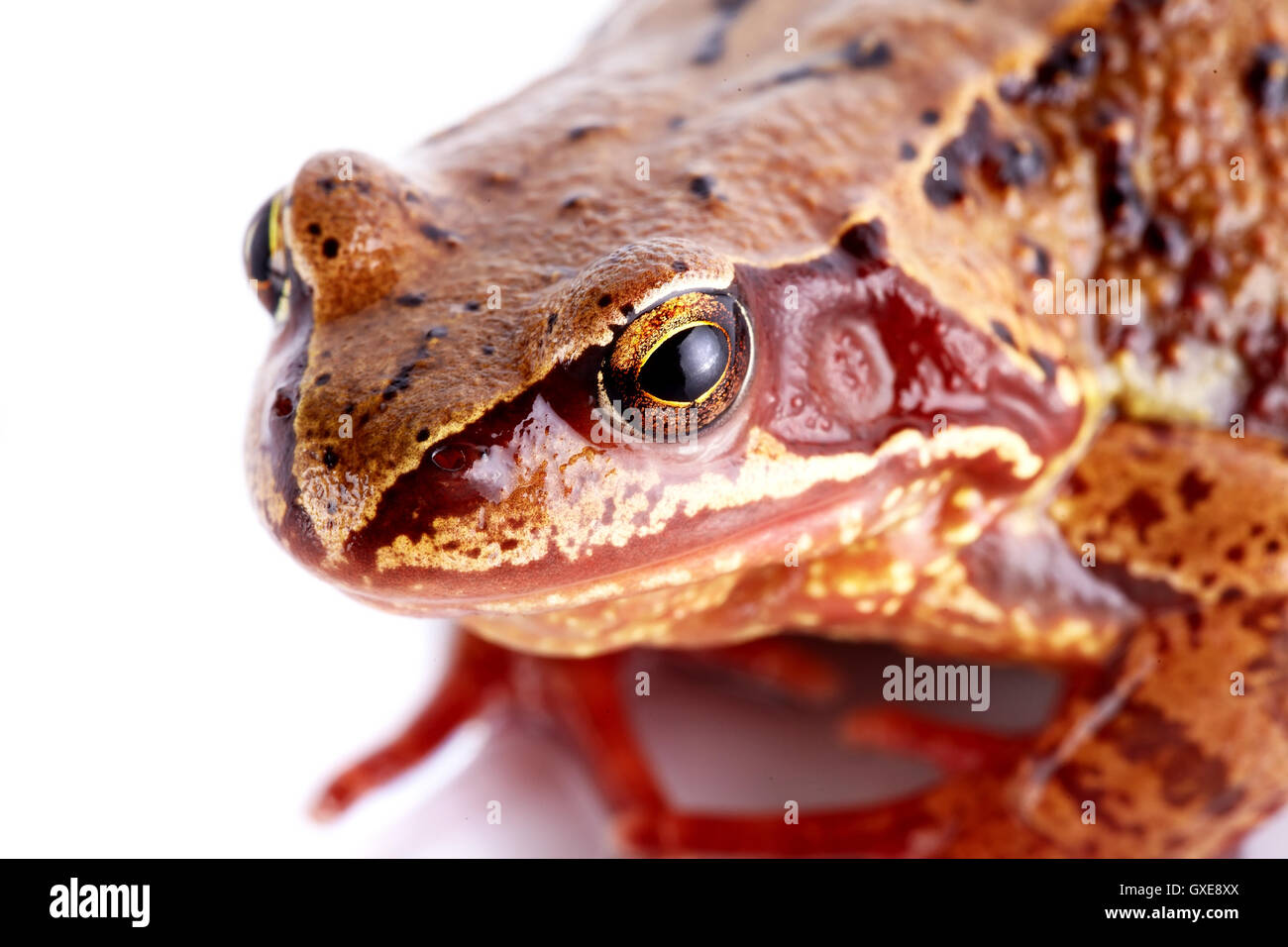 Portrait of a frog Stock Photo - Alamy