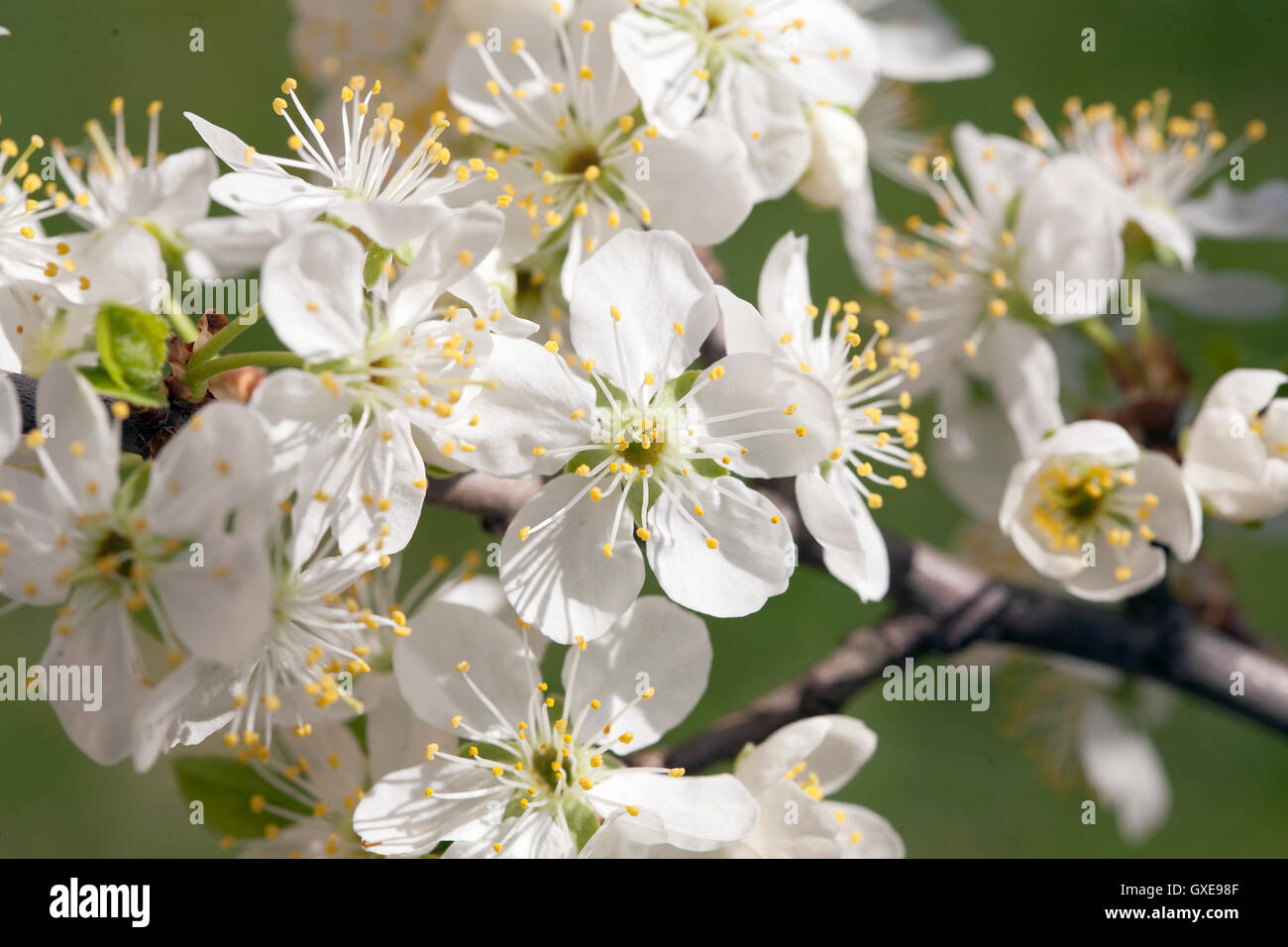 Plum flower tree hi-res stock photography and images - Alamy