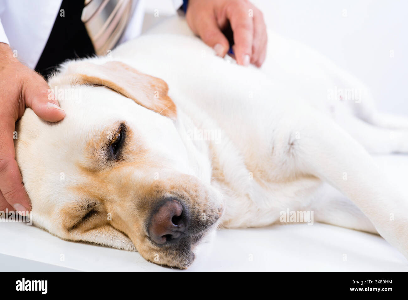 Light labrador at a reception at the vet Stock Photo - Alamy