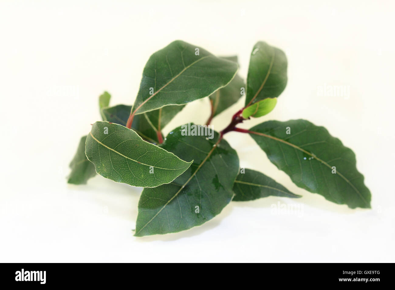Traditional laurel hi-res stock photography and images - Alamy