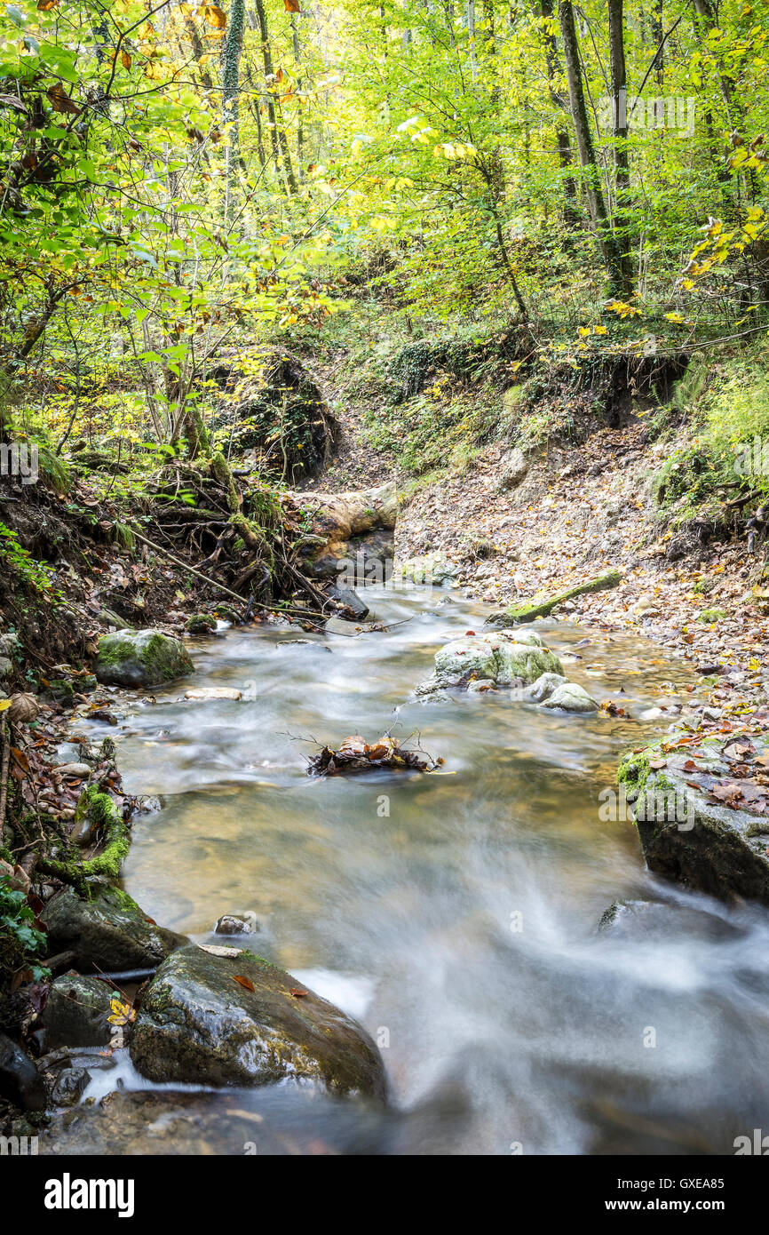 stream in forest Stock Photo - Alamy