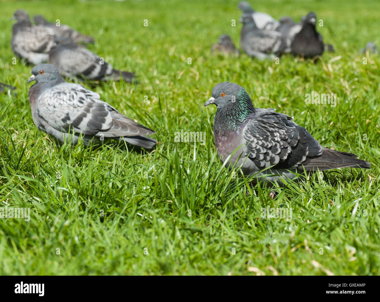 Common grey urban pigeons closeup on a lawn with green fresh grass ...